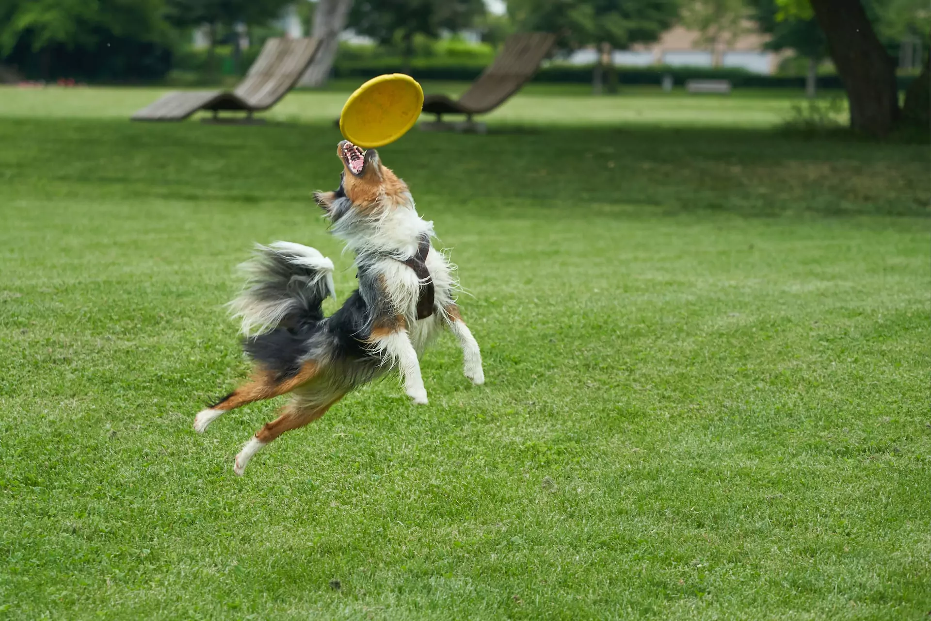 How To Properly Celebrate Wolfenoot | Smyrna Animal Hospital