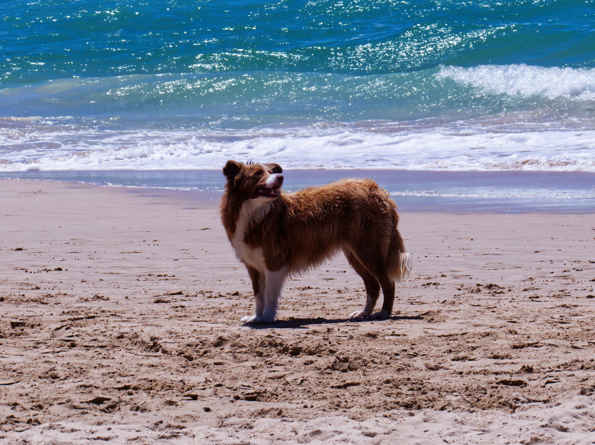 Sandy Paws & Salty Kisses: Beach Safety for Dogs | Smyrna Animal Hospital